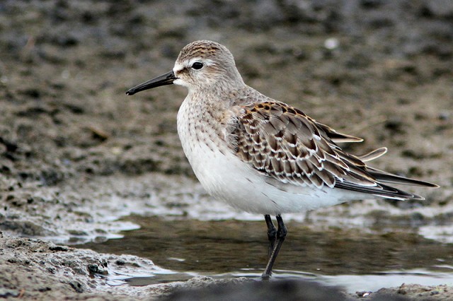 Azores high - BirdGuides