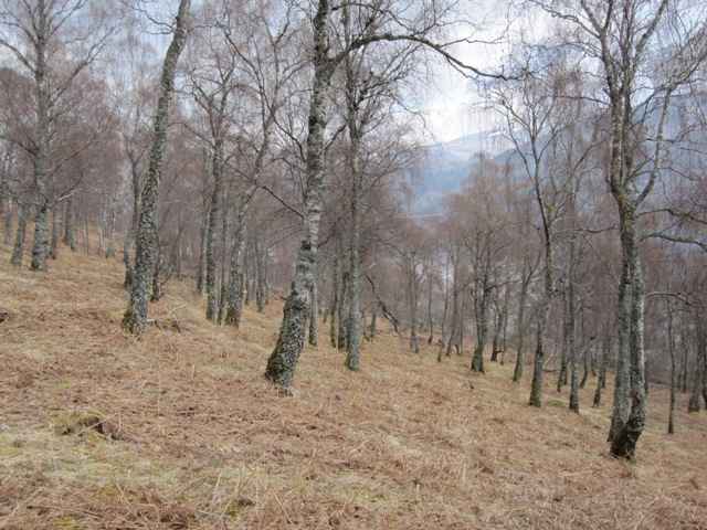 Moth News: Rannoch Sprawler survey 2010–11 - BirdGuides