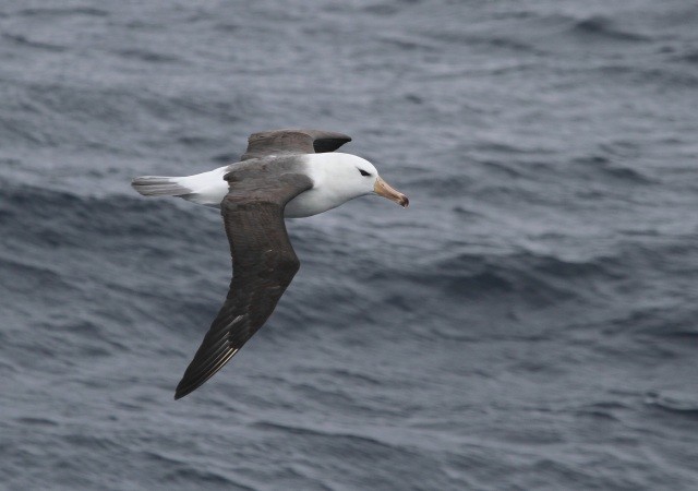 The Pacific - BirdGuides