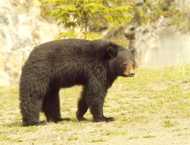 A wildlife experience in Alberta, Canada - BirdGuides
