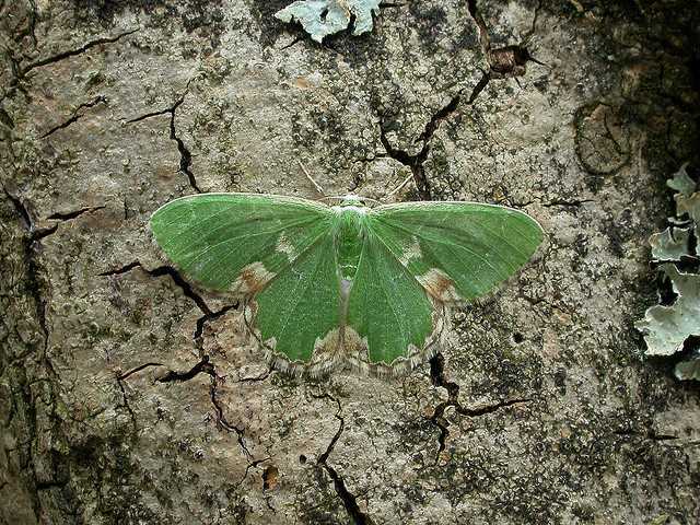 Moths of the season: July - BirdGuides