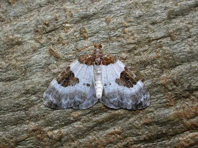 Moths of the season: July - BirdGuides