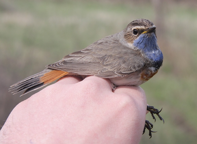 Ringing and birding in Catalonia: part I - BirdGuides