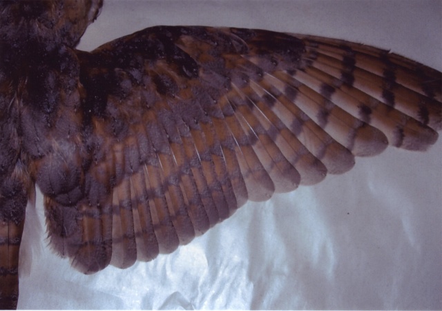 Dark-breasted Barn Owl tragically found dead - BirdGuides