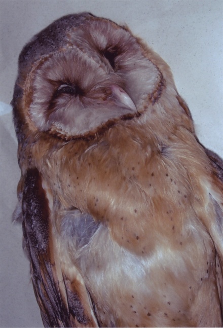 Dark-breasted Barn Owl tragically found dead - BirdGuides