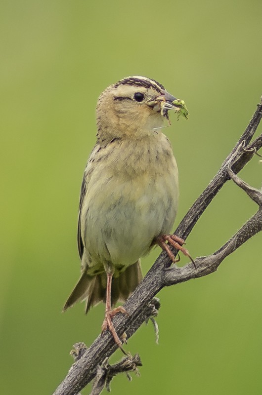 Research: Bobolink feathers reveal the species' winter diet - BirdGuides