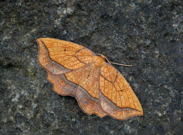 Moths of the season: Late Summer - BirdGuides