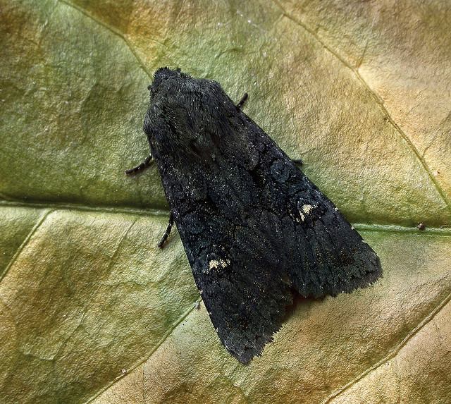 Moths of the season: Autumn - BirdGuides