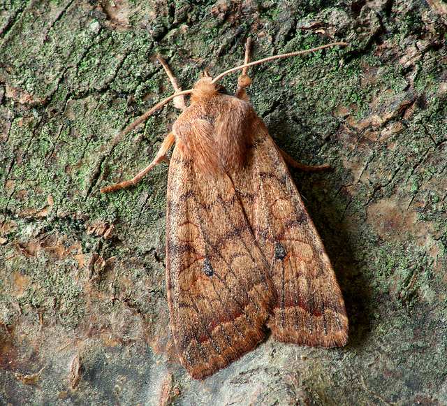 Moths of the season: Autumn - BirdGuides