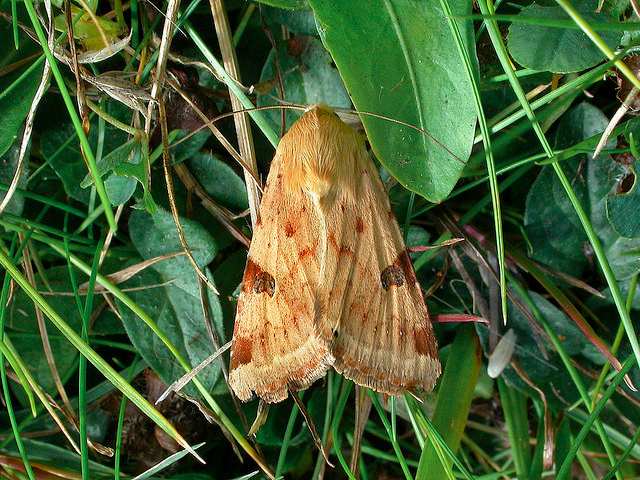 Moths of the season: Autumn - BirdGuides