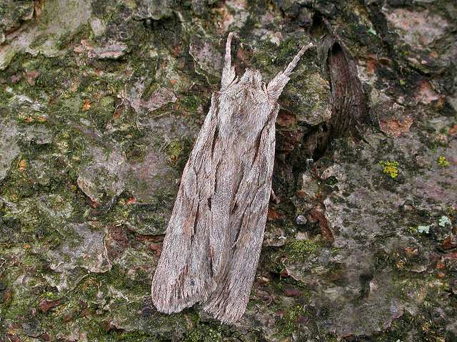 Moths of the season: Autumn - BirdGuides