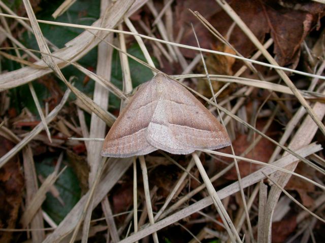 Moths of the season: mid-April to mid-May - BirdGuides