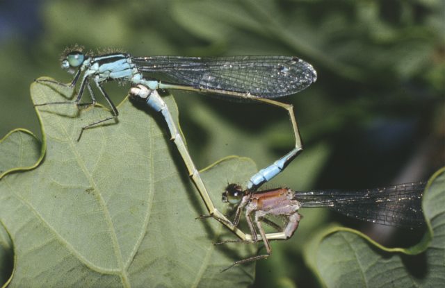 Dragonflies under threat - BirdGuides