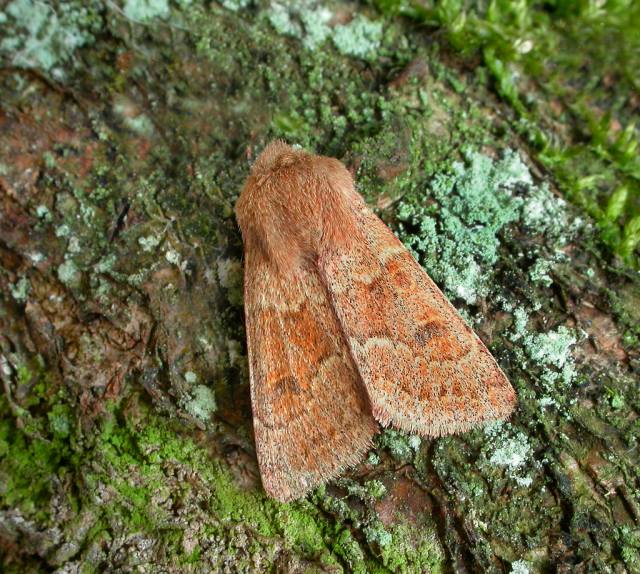 Moths of the season: March to early April - BirdGuides