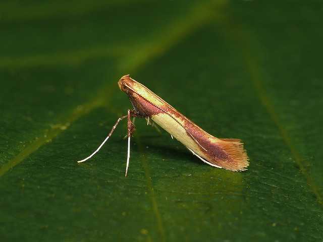 Moths of the season: July - BirdGuides