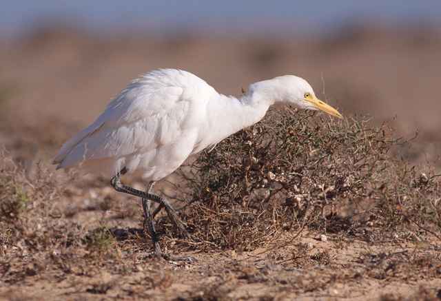 Early spring on Lanzarote - BirdGuides