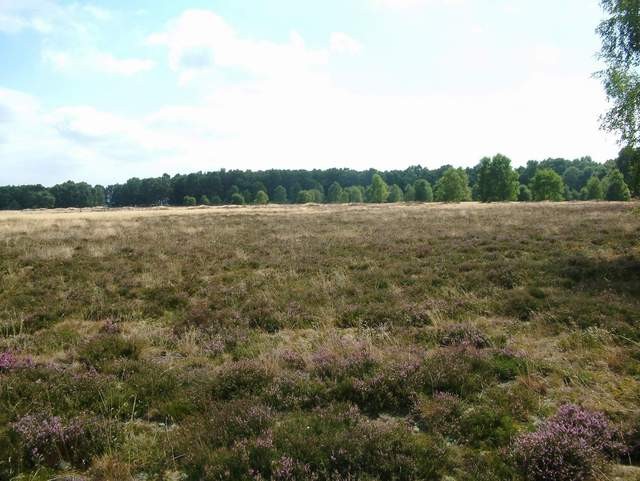 Moths in special habitats: The Brecklands - BirdGuides