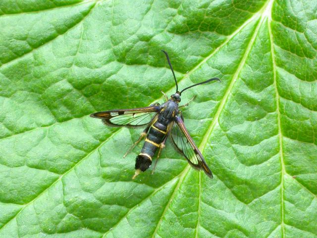 Moth of the month Currant Clearwing and other clearwing moths - BirdGuides