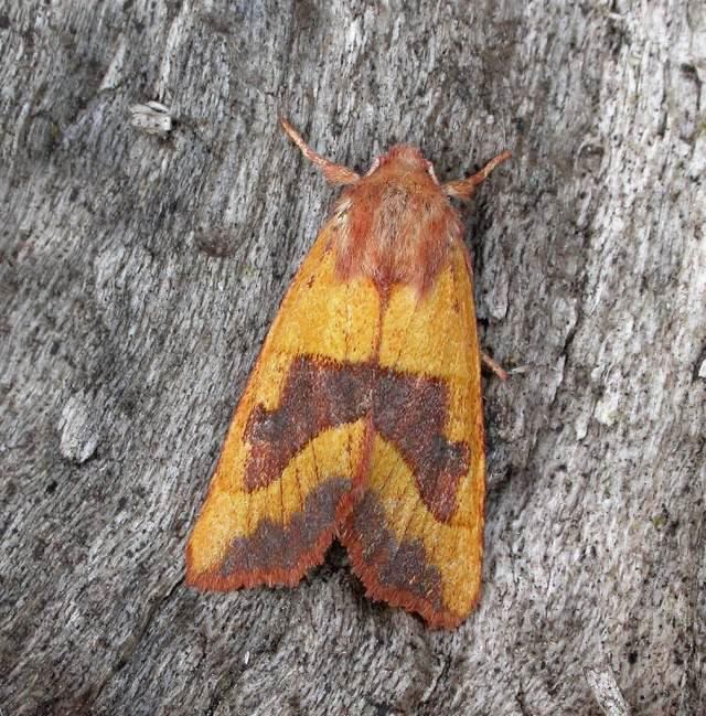Moths of the season: Late Summer - BirdGuides