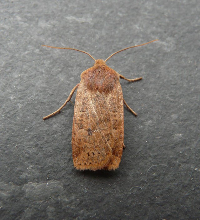 Moths of the season: Challenging chestnuts - BirdGuides