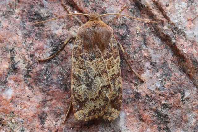 Moths of the season: Challenging chestnuts - BirdGuides