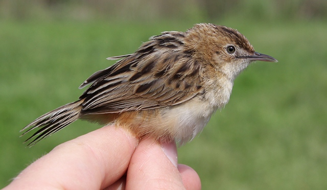Ringing and birding in Catalonia: part II - BirdGuides