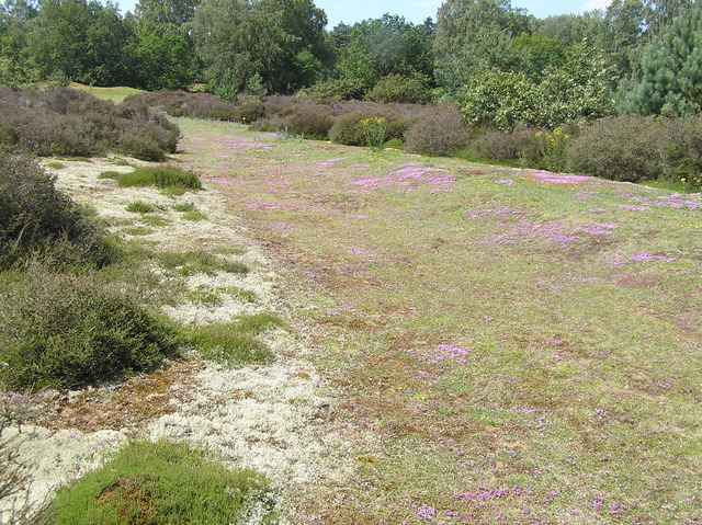 Moths in special habitats: The Brecklands - BirdGuides