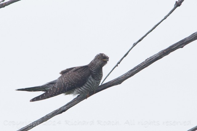 Rarity finders: Common Cuckoo on Barbados - BirdGuides