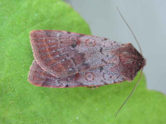 Moths in special habitats: Scottish Highland woodlands - BirdGuides