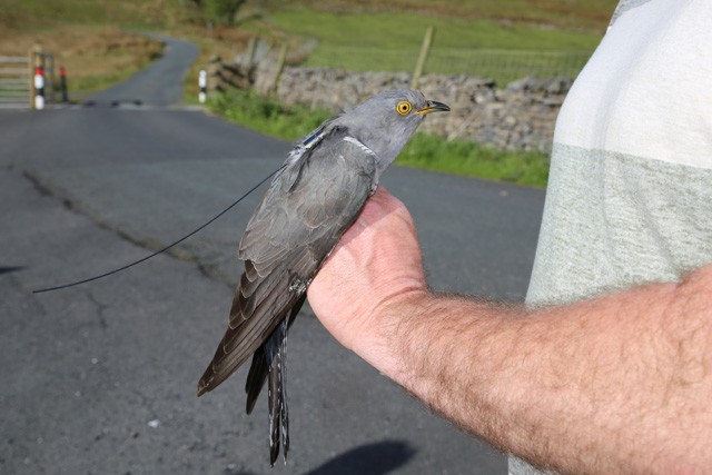 Eight more British Cuckoos tagged for science - BirdGuides