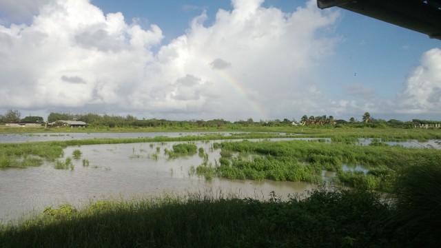 Rarity finders: Common Cuckoo on Barbados - BirdGuides