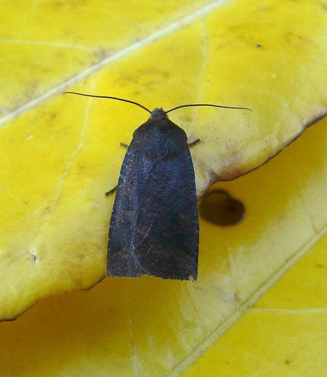 Moths of the season: Challenging chestnuts - BirdGuides