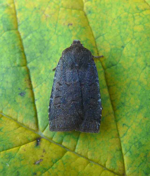 Moths of the season: Challenging chestnuts - BirdGuides