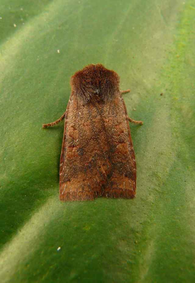 Moths of the season: Challenging chestnuts - BirdGuides