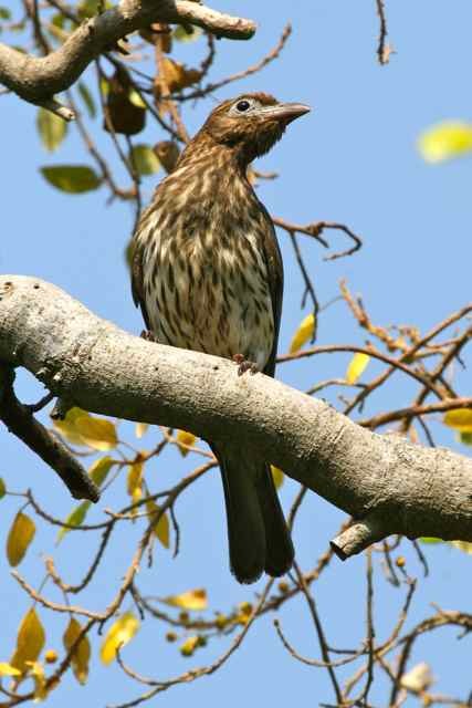 Australia's Northern Territory - BirdGuides