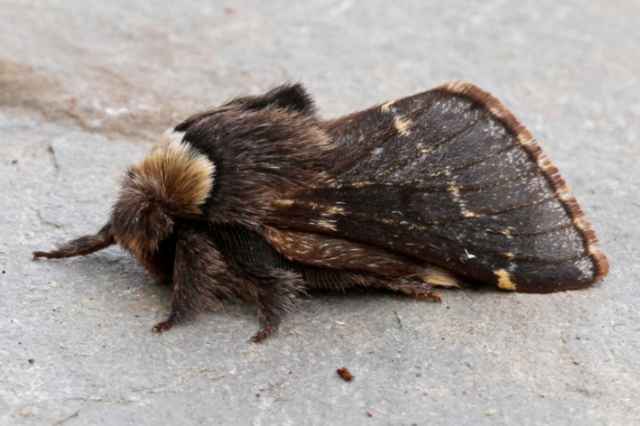 Moth News: November–December - BirdGuides