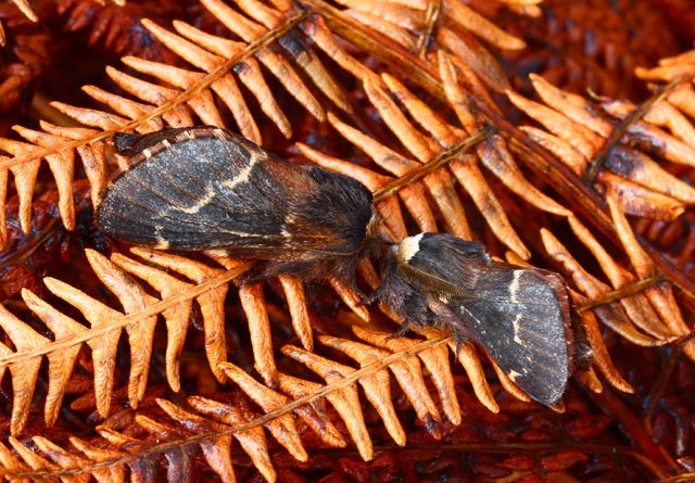 Moth News: Early Winter Review - BirdGuides