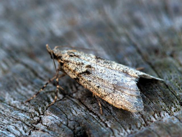 Moths of the season: March to early April - BirdGuides
