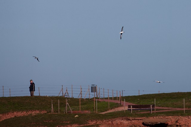 The Black-browed Albatross on Heligoland, Germany - BirdGuides