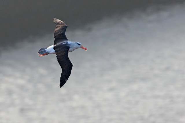 The Black-browed Albatross on Heligoland, Germany - BirdGuides