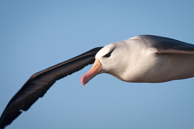 The Black-browed Albatross on Heligoland, Germany - BirdGuides