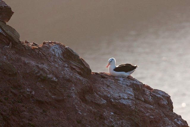 The Black-browed Albatross on Heligoland, Germany - BirdGuides
