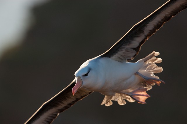 The Black-browed Albatross on Heligoland, Germany - BirdGuides