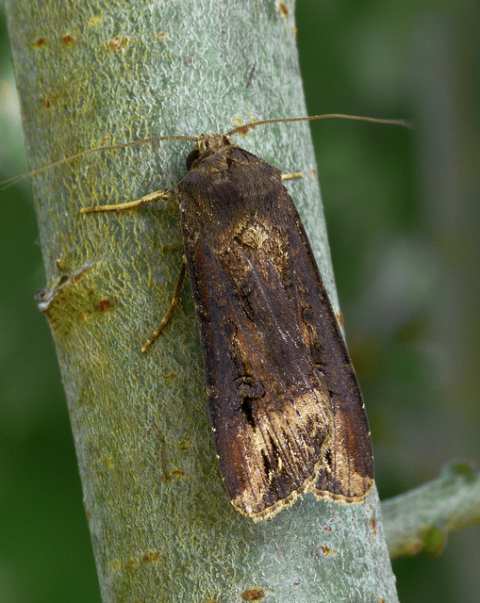 Moths of the season: Autumn - BirdGuides