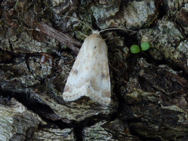 Moth News: June update - BirdGuides