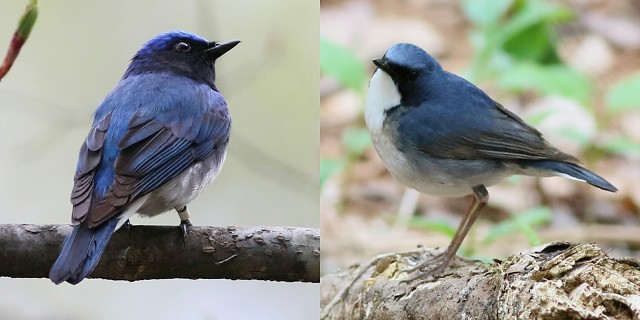 Japan –spring in central Honshu - BirdGuides