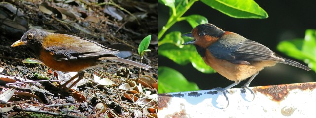 Japan –spring in central Honshu - BirdGuides