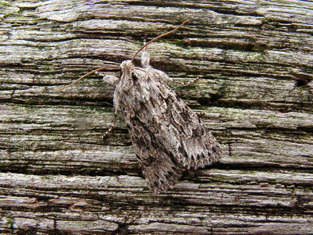 Moths of the season: March to early April - BirdGuides