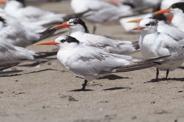 Occurrence of multiple Elegant Terns confirmed in Western Europe ...