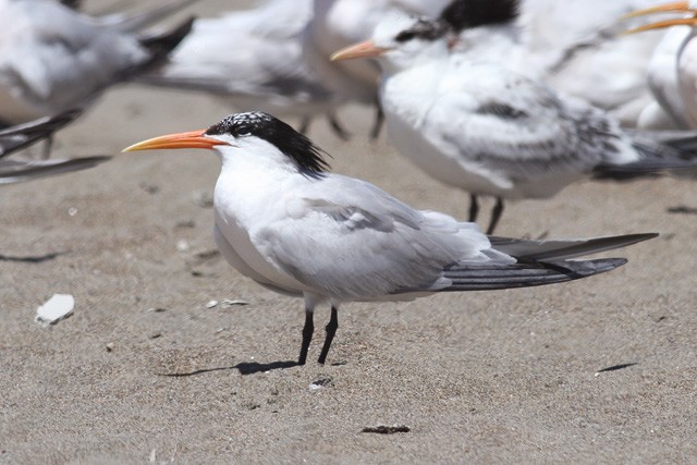 Occurrence of multiple Elegant Terns confirmed in Western Europe ...